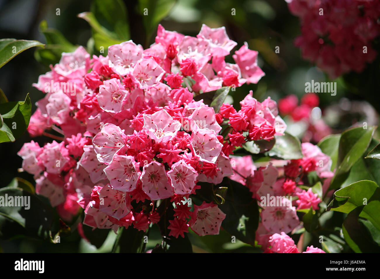flower rose plant laurel macro close-up macro admission close up view ...