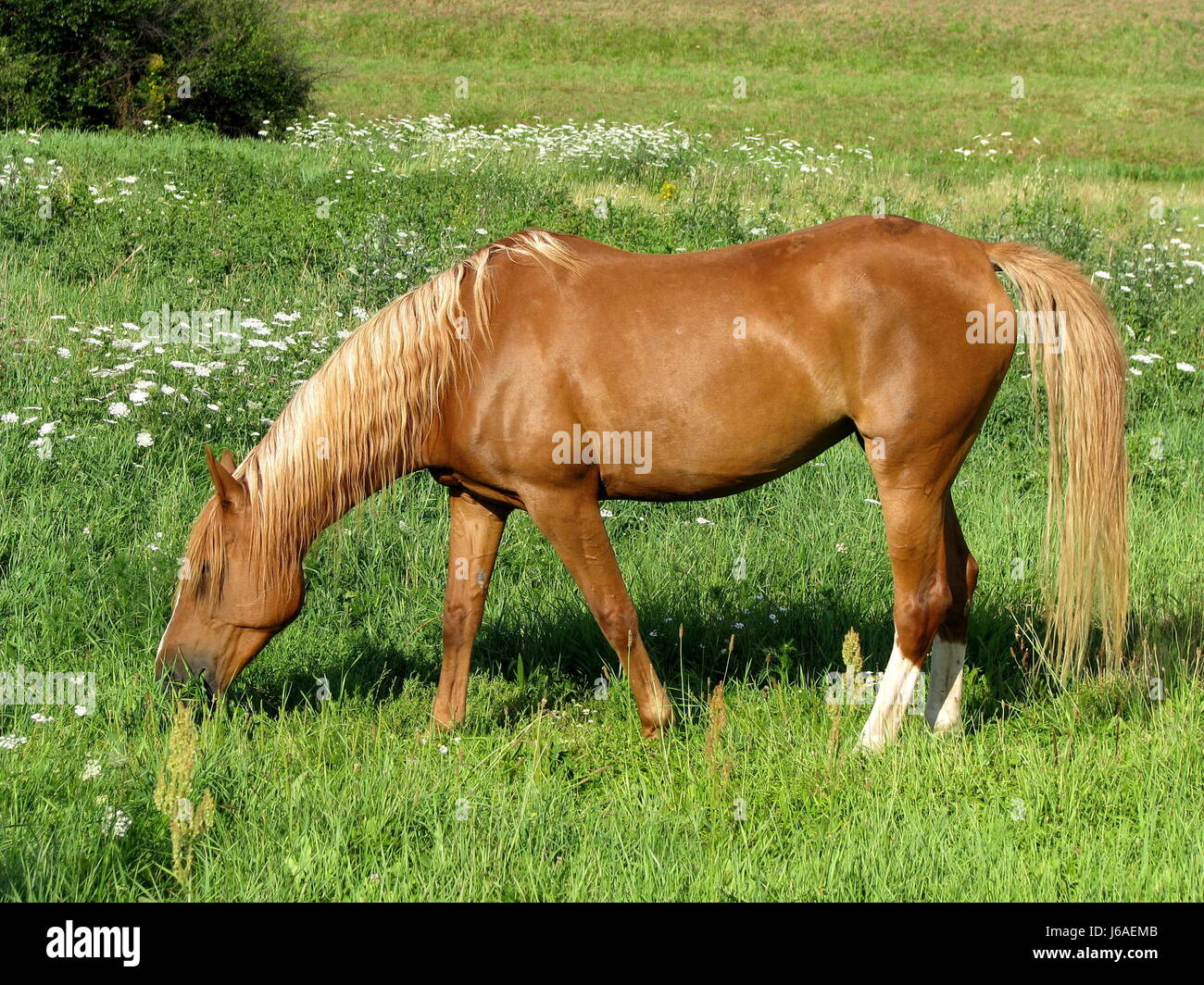 pony in the paddock Stock Photo - Alamy