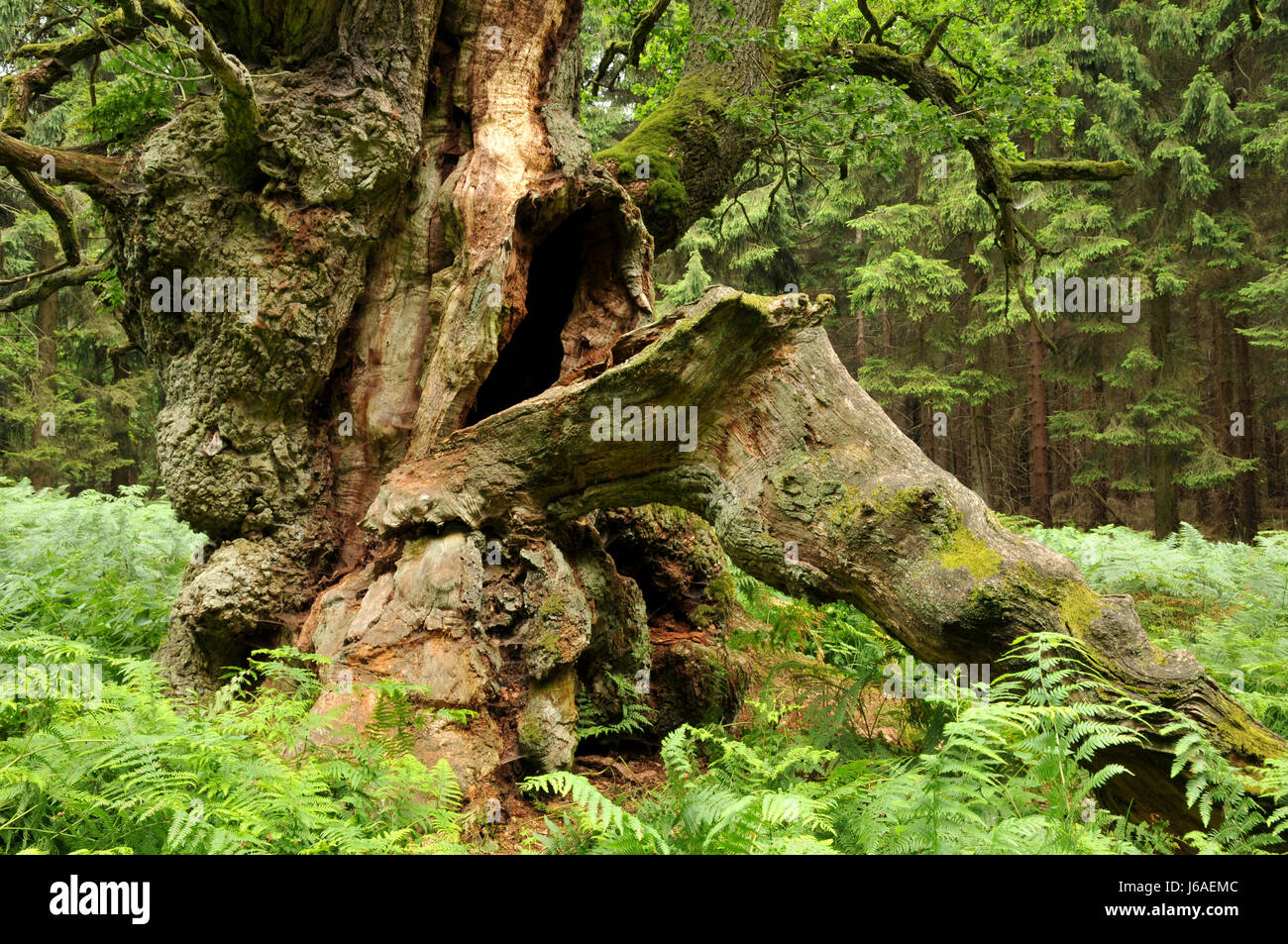 tree trunk virgin forest oak forest tree trunk virgin forest oak branch ...