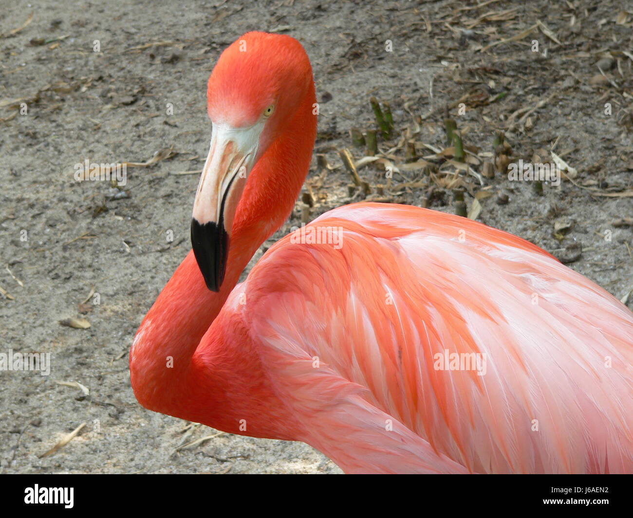 bird birds pelican animal world animal kingdom nature bird birds ...