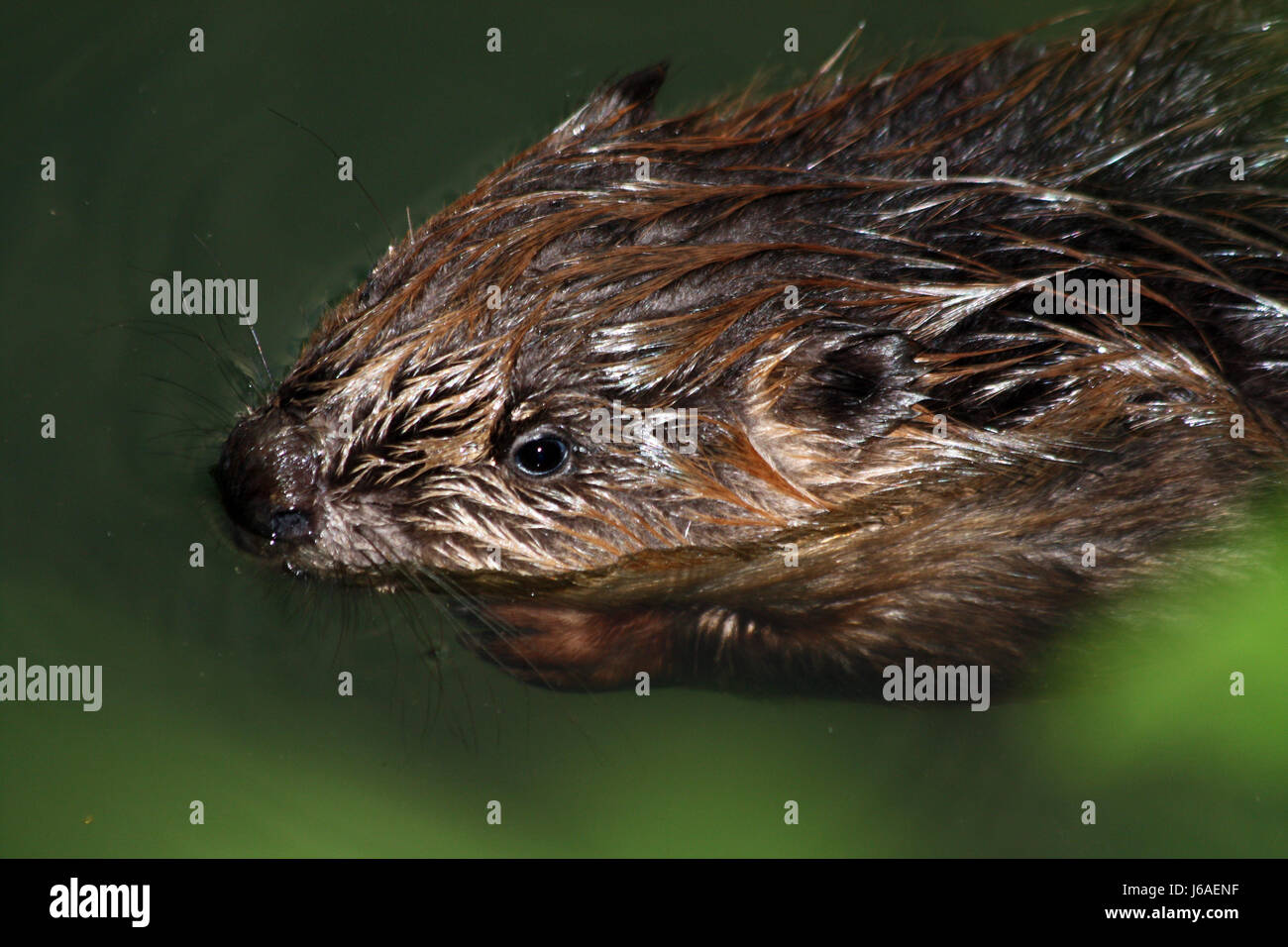 beavers in the wild Stock Photo - Alamy