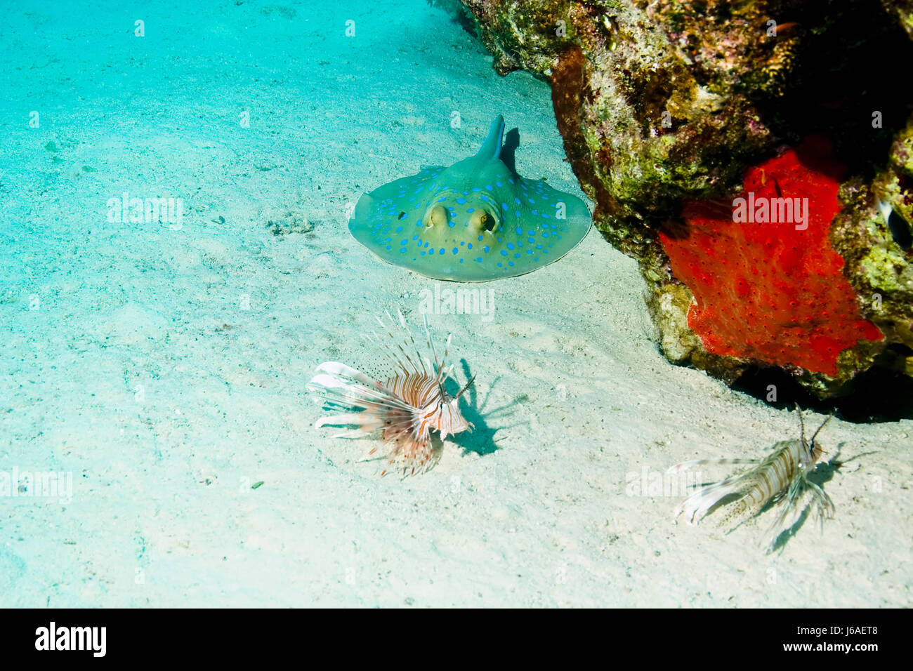 blue animal fish underwater exotic wet tropical navy marine stingray ...