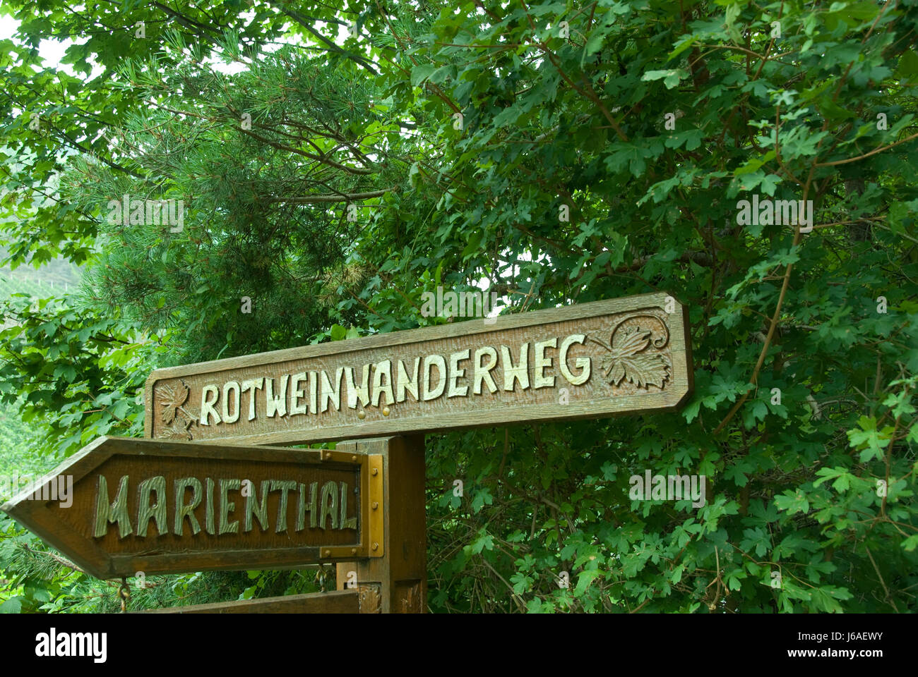 wine red wine signpost path way vine grape vine grape-vine tree trees ...