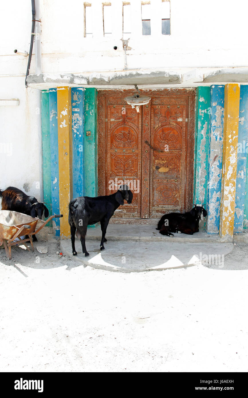 goats at home Stock Photo - Alamy