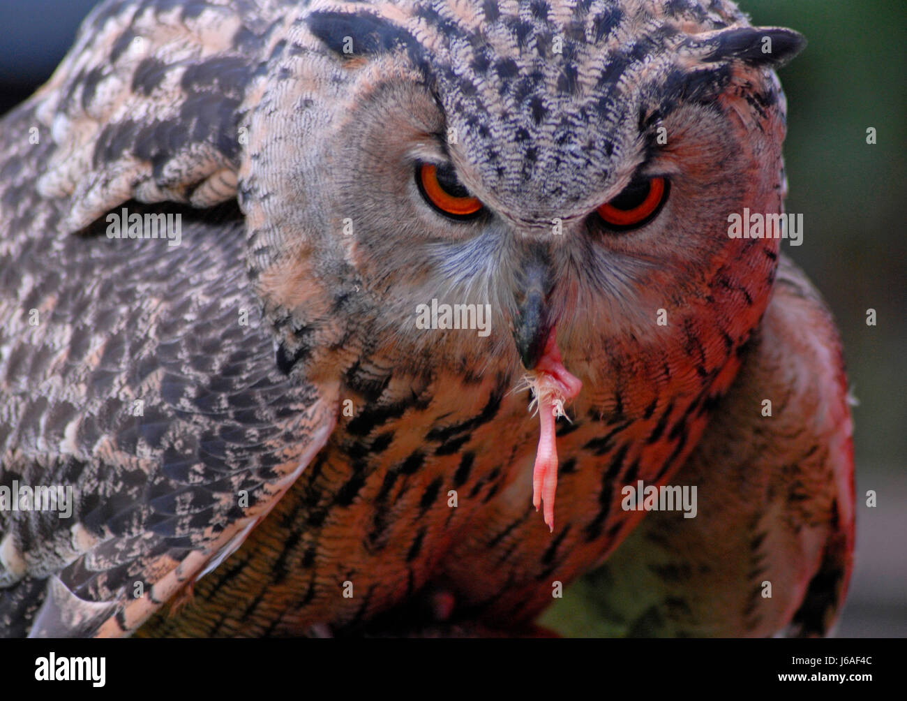 Kkenbein hi-res stock photography and images - Alamy