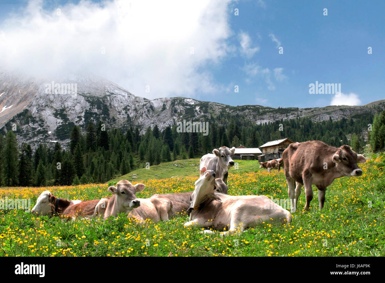Sennes alm hi-res stock photography and images - Alamy