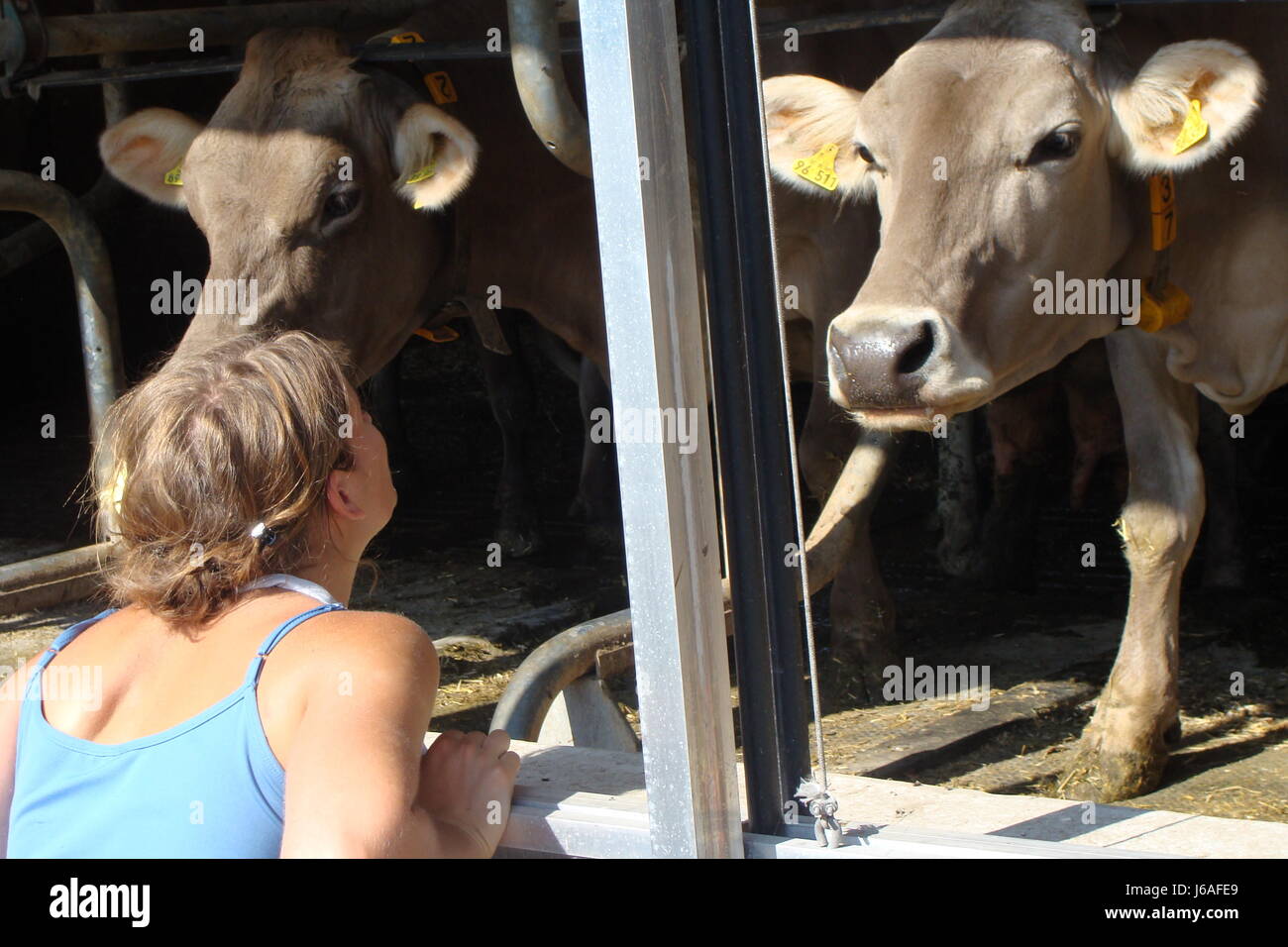 Human cow relation hi-res stock photography and images - Alamy