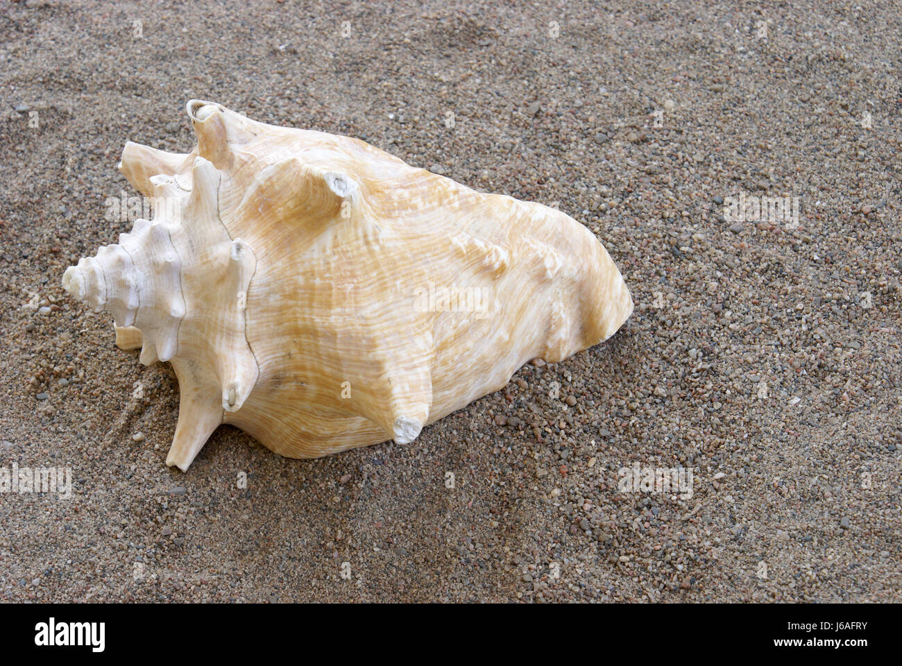 animal beach seaside the beach seashore seashell beautiful beauteously ...