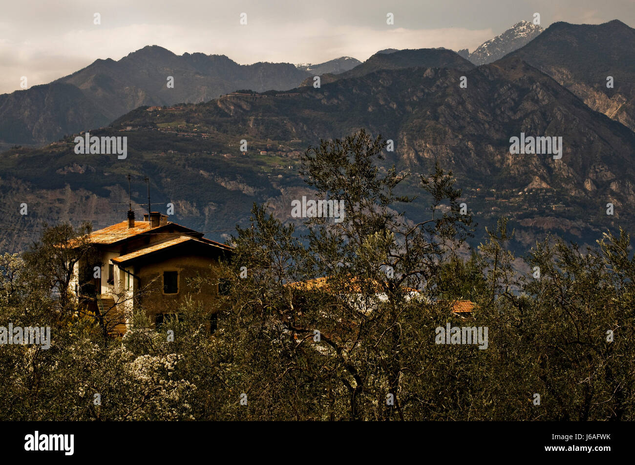 olive tree house Stock Photo - Alamy