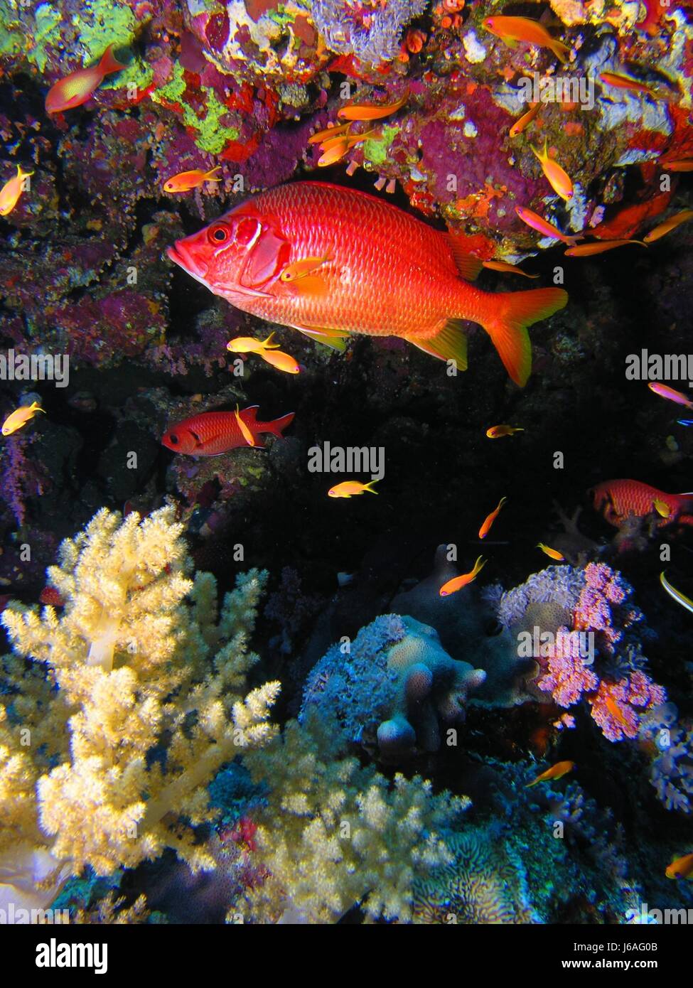 reef fish at elphinstone Stock Photo - Alamy