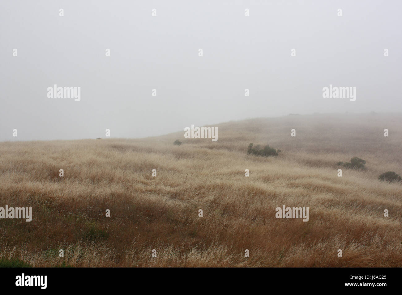 field fog grass landscape mist plant rural shrub background field fog ...