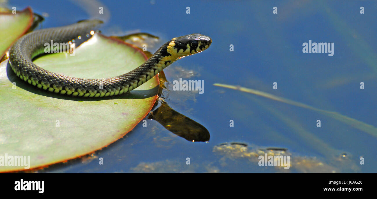 the water snake Stock Photo - Alamy