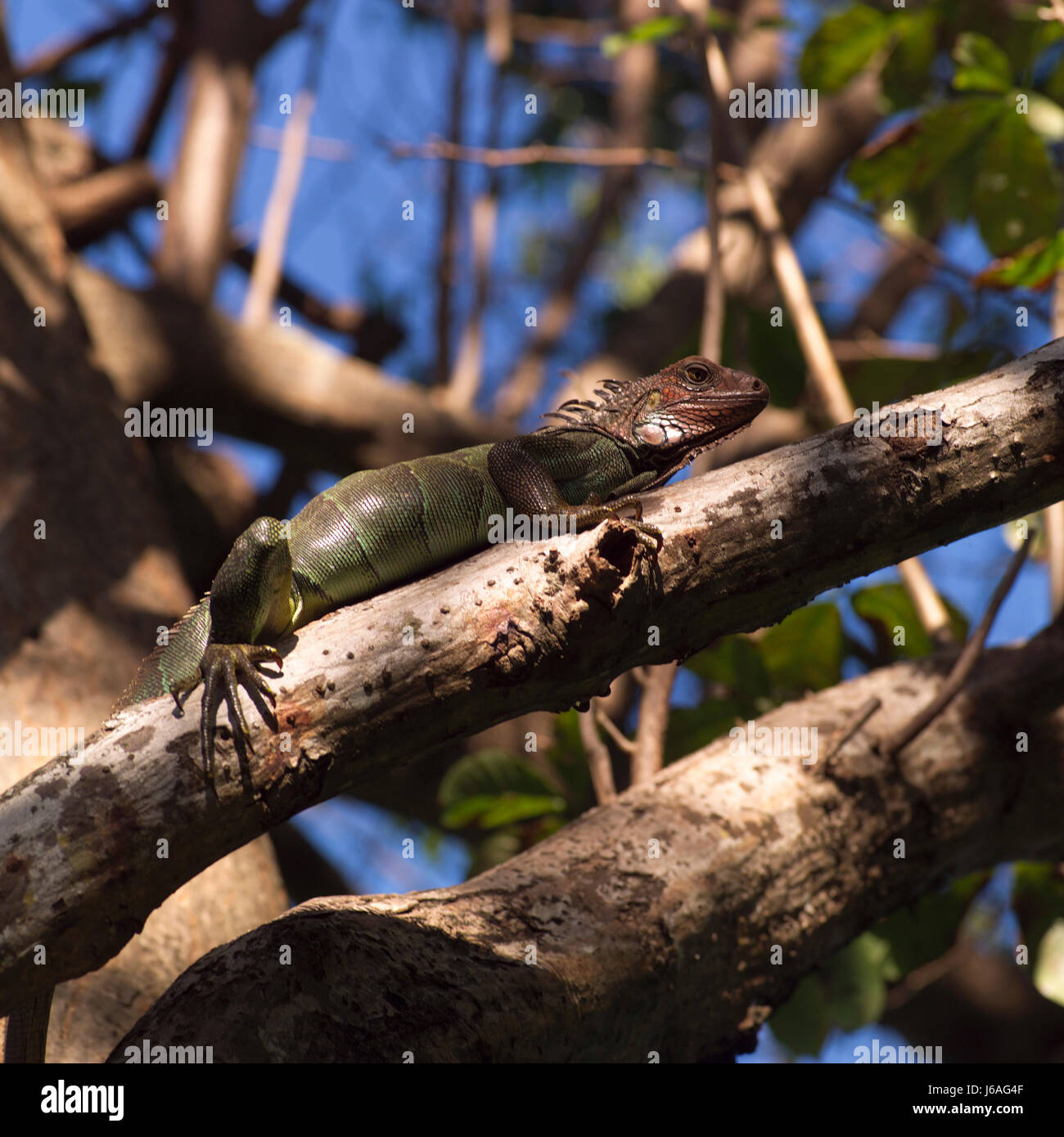 tree trees animal lizard animals branches central america branch ...