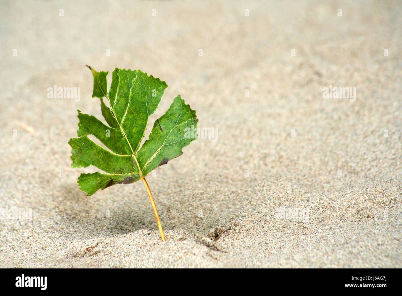 leaf in the sand Stock Photo - Alamy