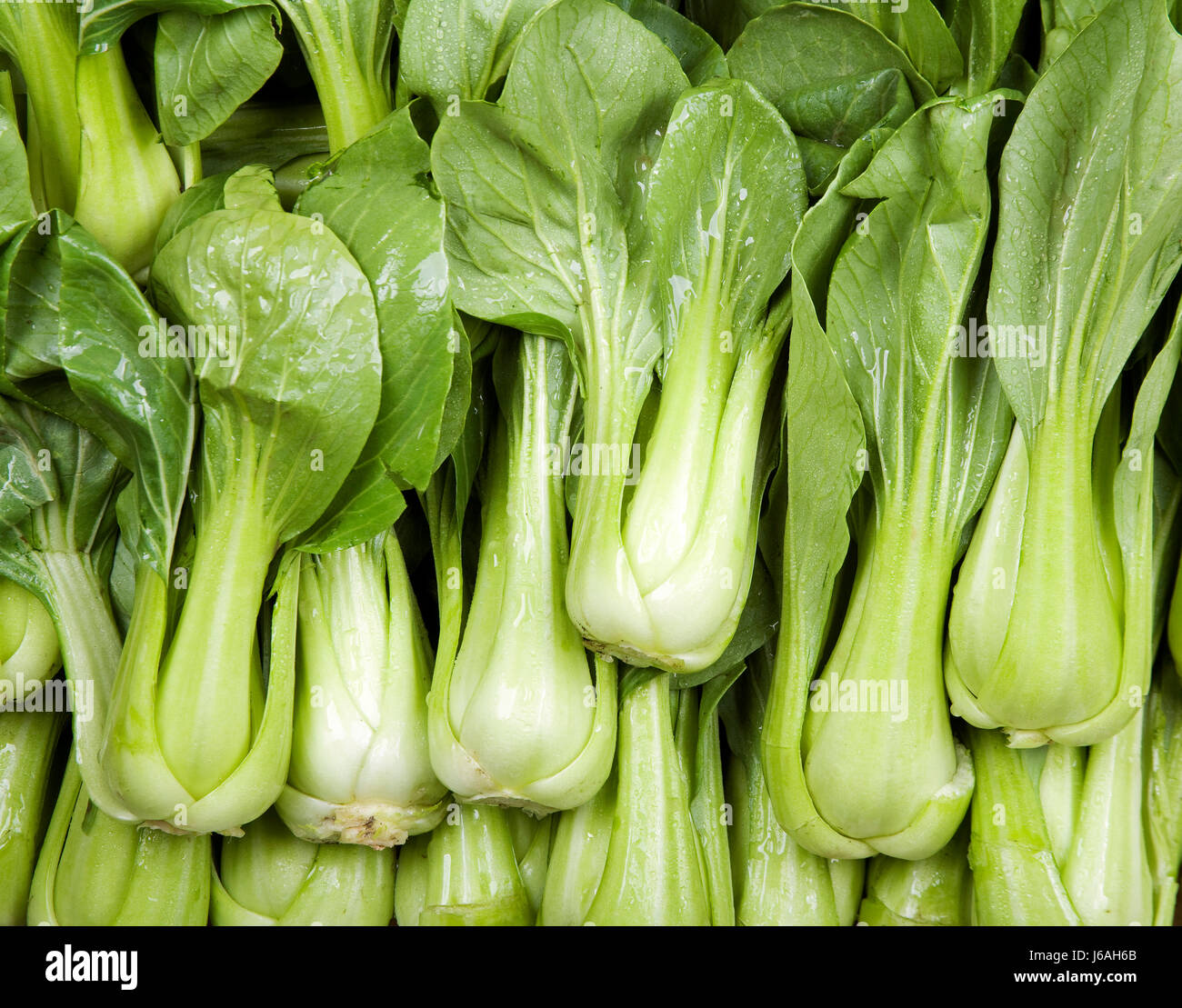 leaf vegetable farm chinese farmer grow grocer leafy produce tasty ...