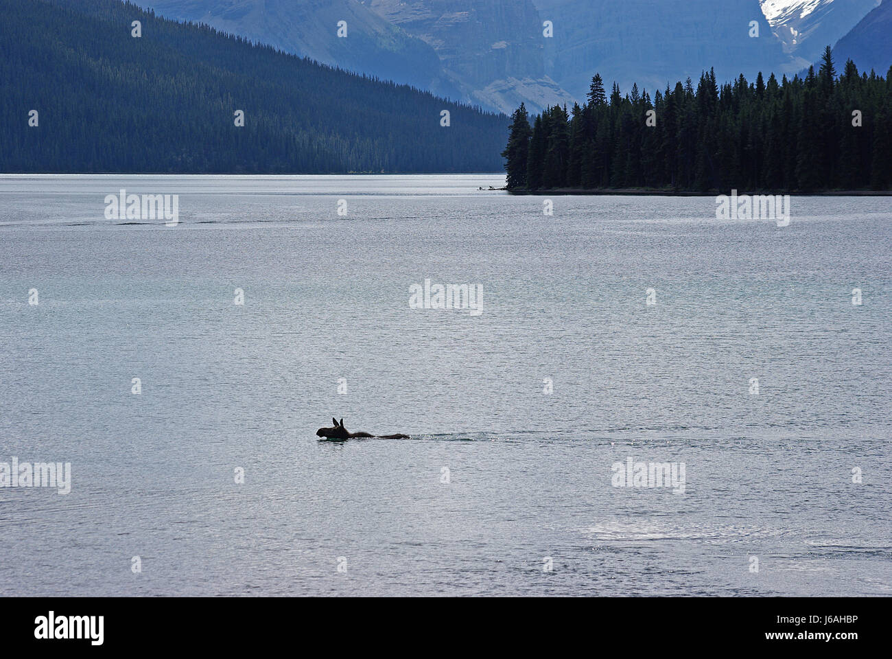 floating moose in canada Stock Photo - Alamy