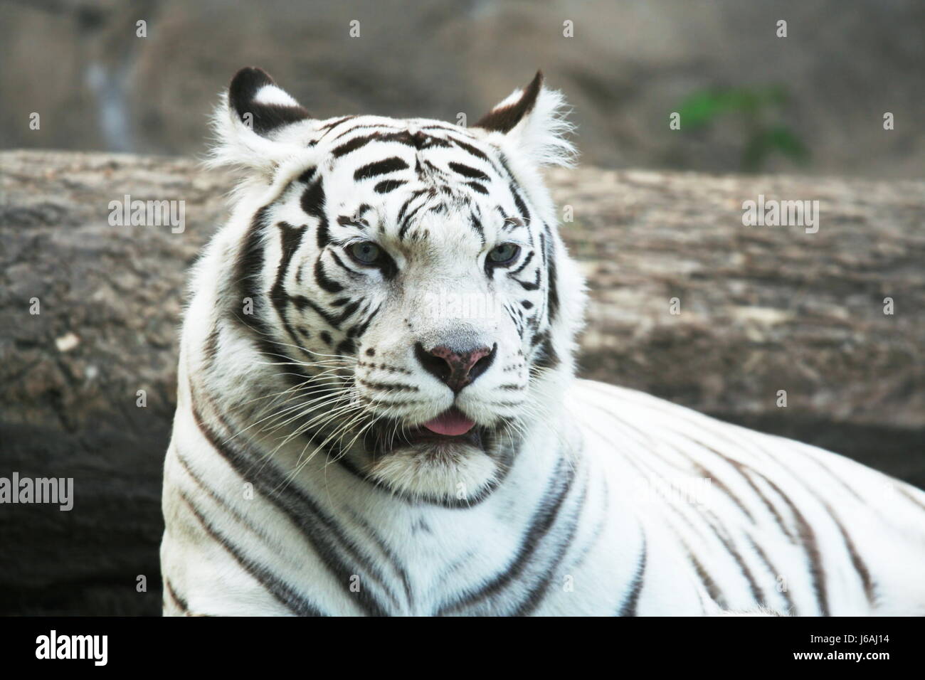 animal mammal wild cat big cat feline predator tiger exotic rare ...