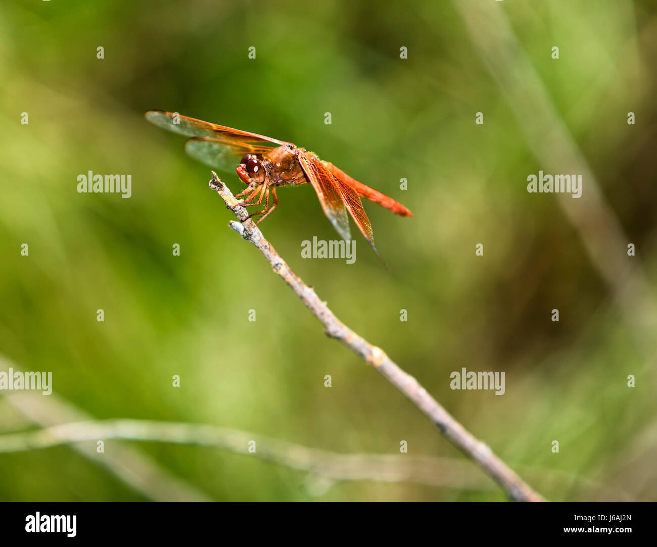 animal insect wing dragonfly predator bug red nature stick twig wetland ...