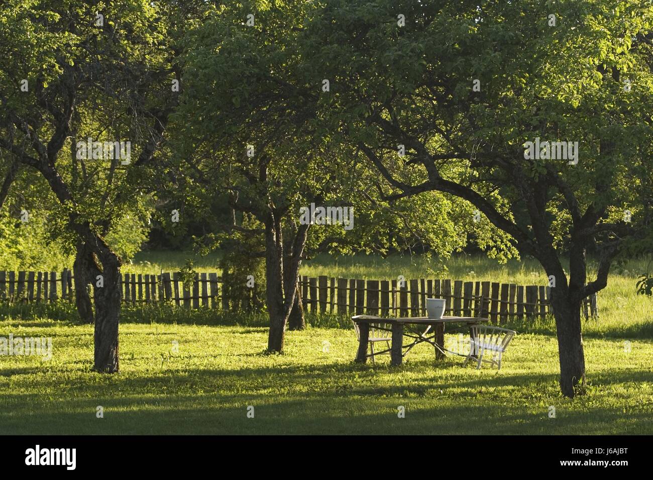 tree trees wood branches horizontal photography photo picture image ...