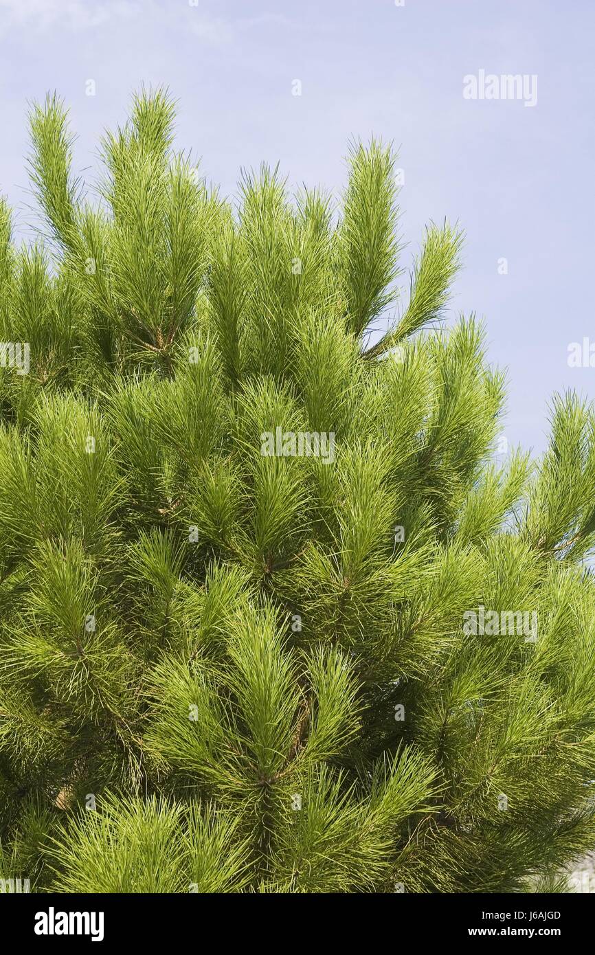 tree trees wild leaves photography photo picture image copy deduction ...