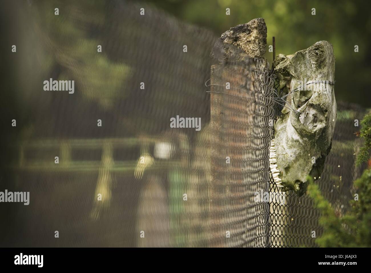 still life danger object death teeth horizontal metal skull scary ...