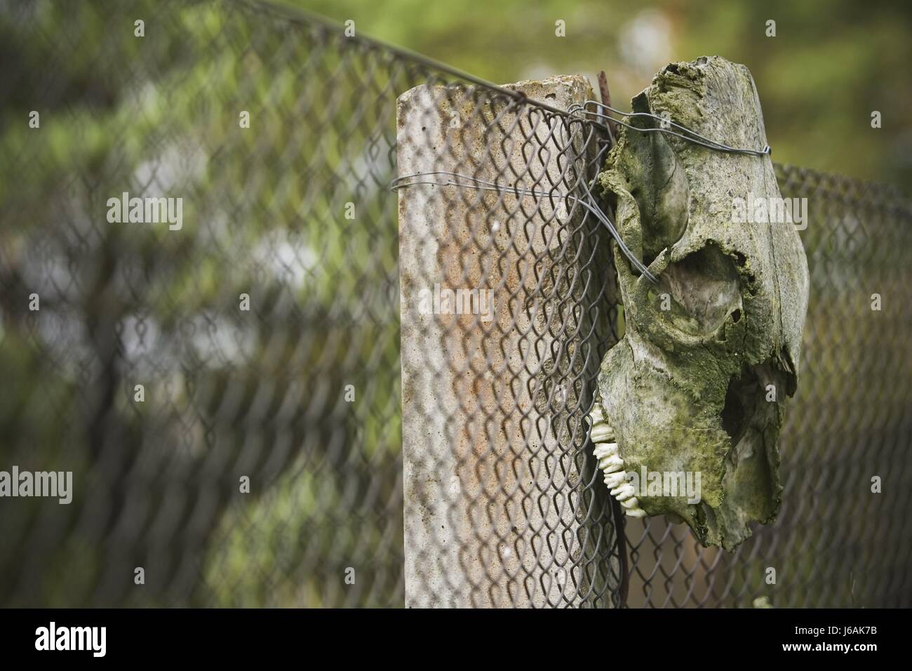 still life danger object death animal teeth horizontal net metal skull ...