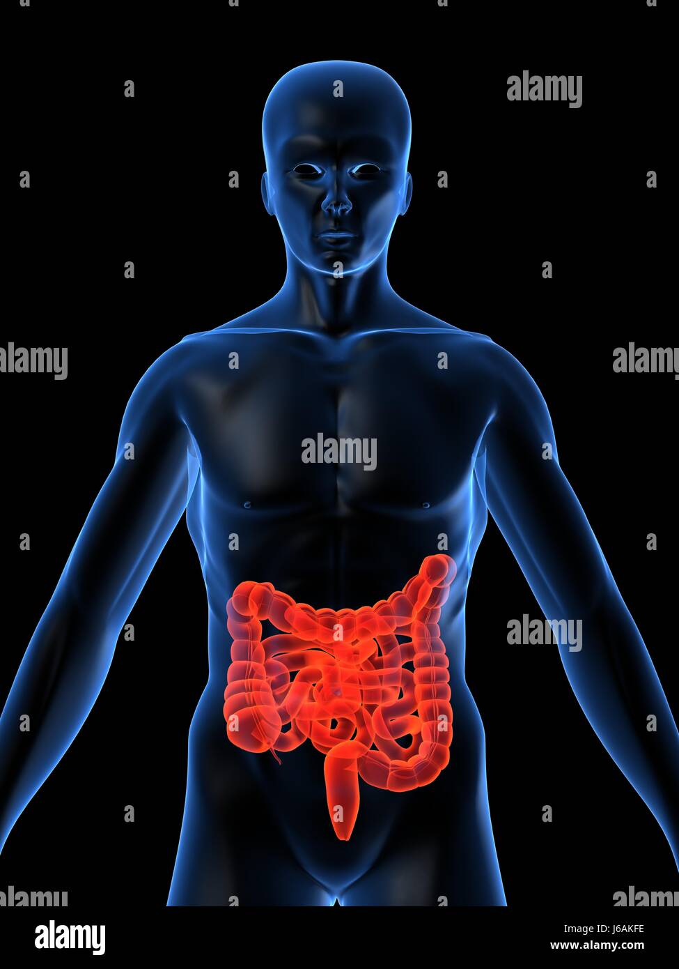 medicinally medical anatomy intestine body colon health circulation ...