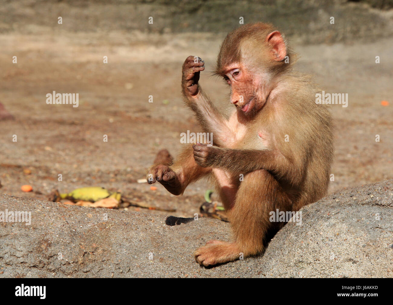 animal monkey baboon young younger laugh laughs laughing twit giggle ...