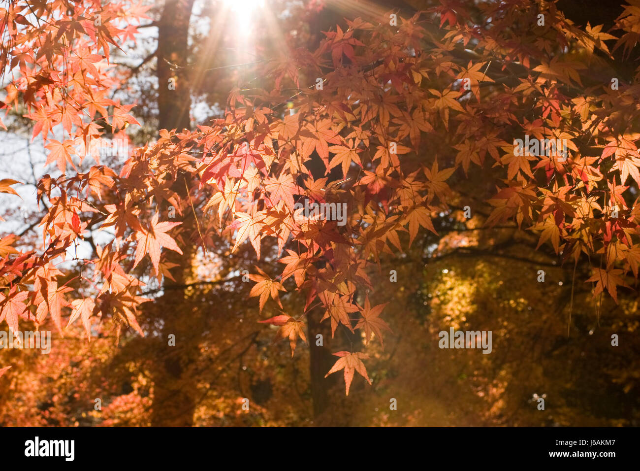 shine shines bright lucent light serene luminous asia maple colour ...
