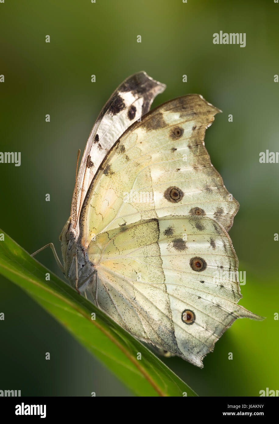 insect moth insect moth scmetterling perlmutterfalter salamis-parhassus ...
