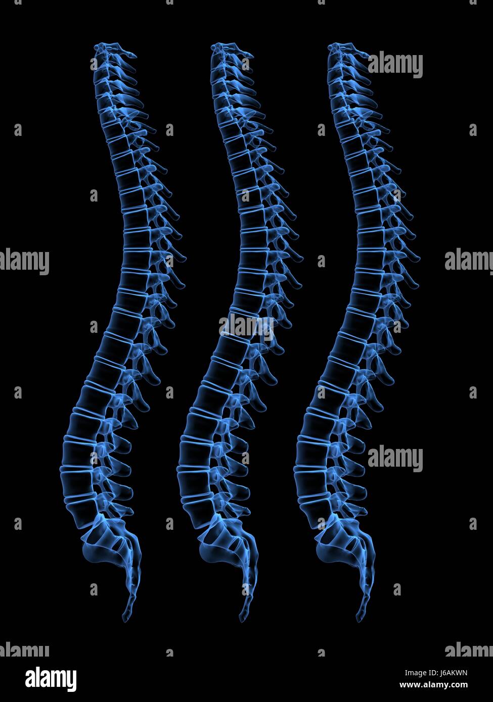 Align anatomy hi-res stock photography and images - Alamy