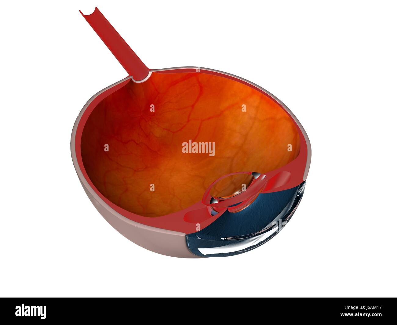 medicinally medical eye organ human human being pupil anatomy closeup ...