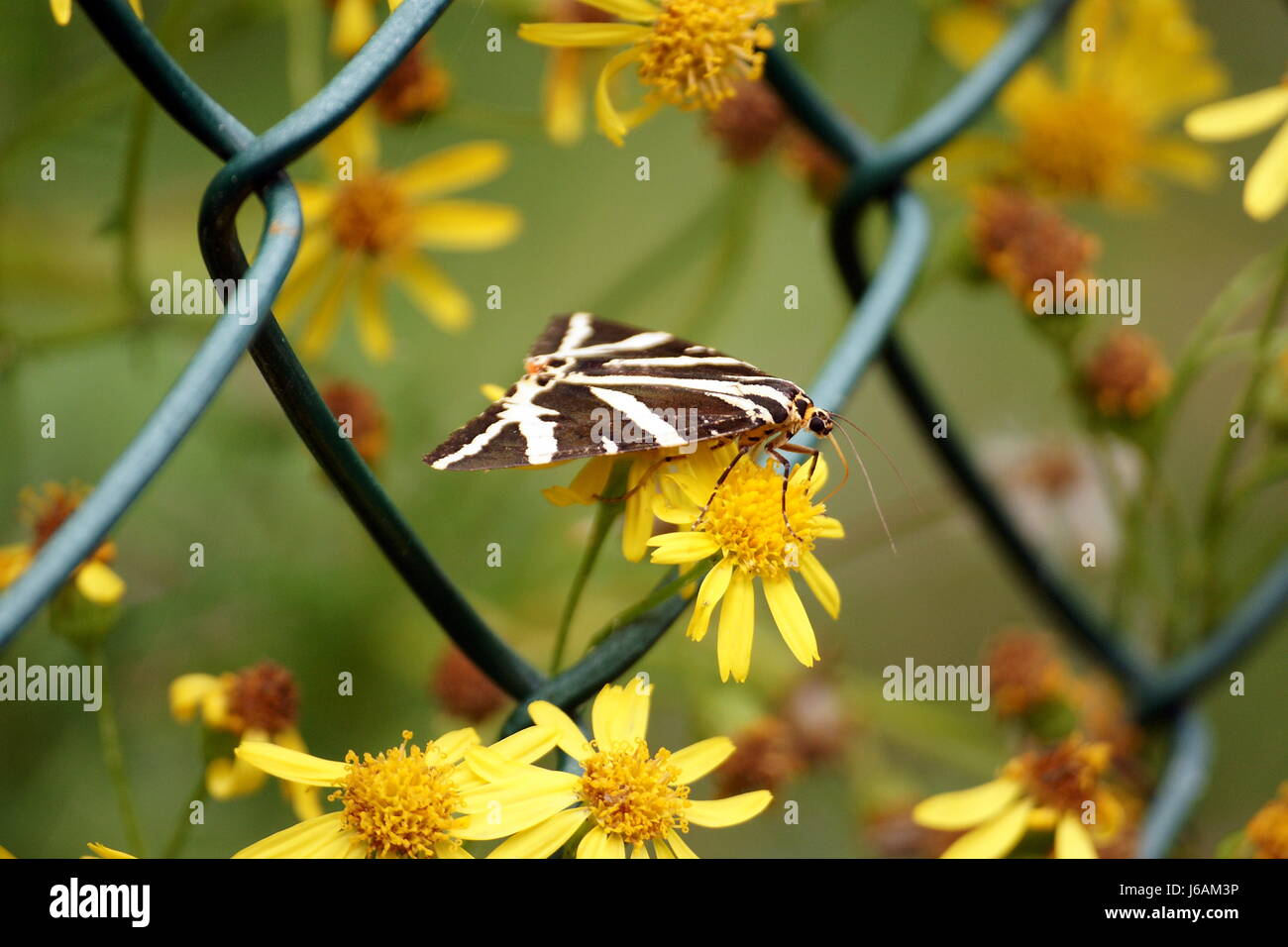 flower plant insects wing nectar butterfly butterflies proboscis flower ...