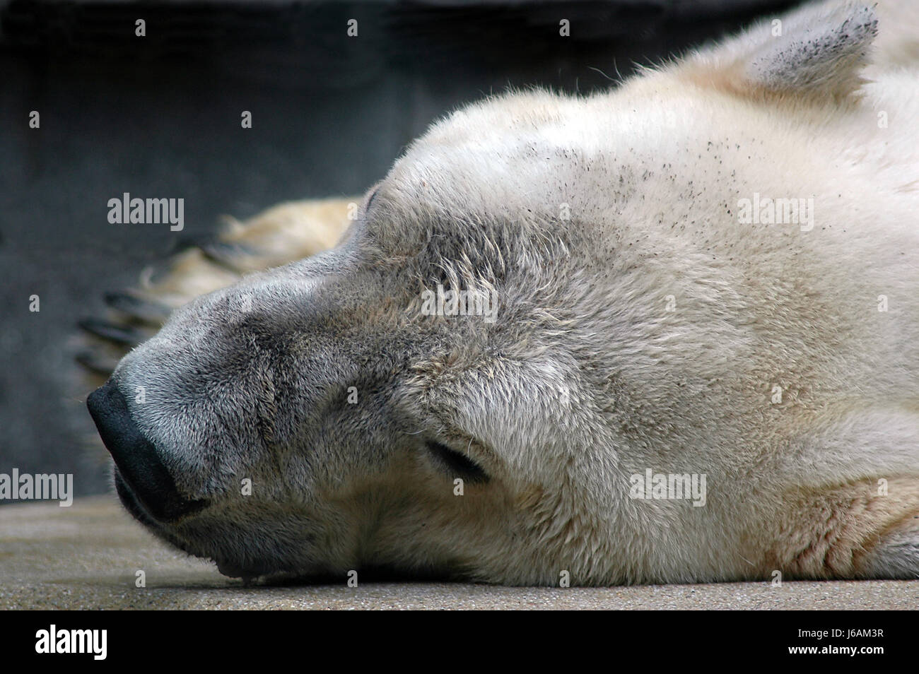 bear polar bear predator mammal bear polar bear portrait skin nose ...