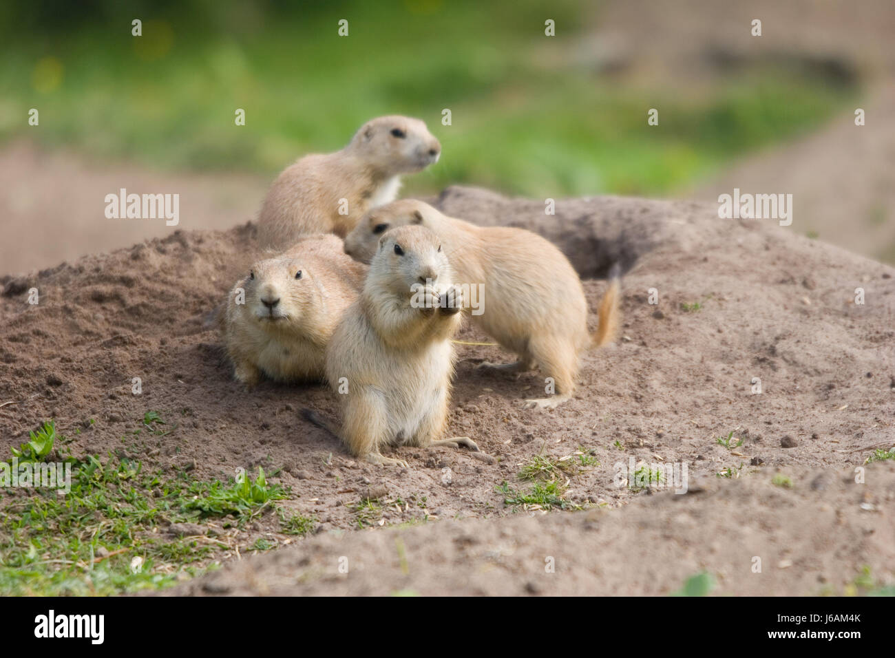 Animal caves hi-res stock photography and images - Alamy