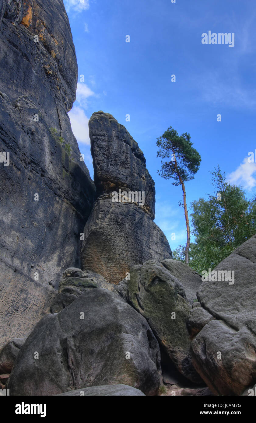 tree pine saxony germany german federal republic scenery countryside ...