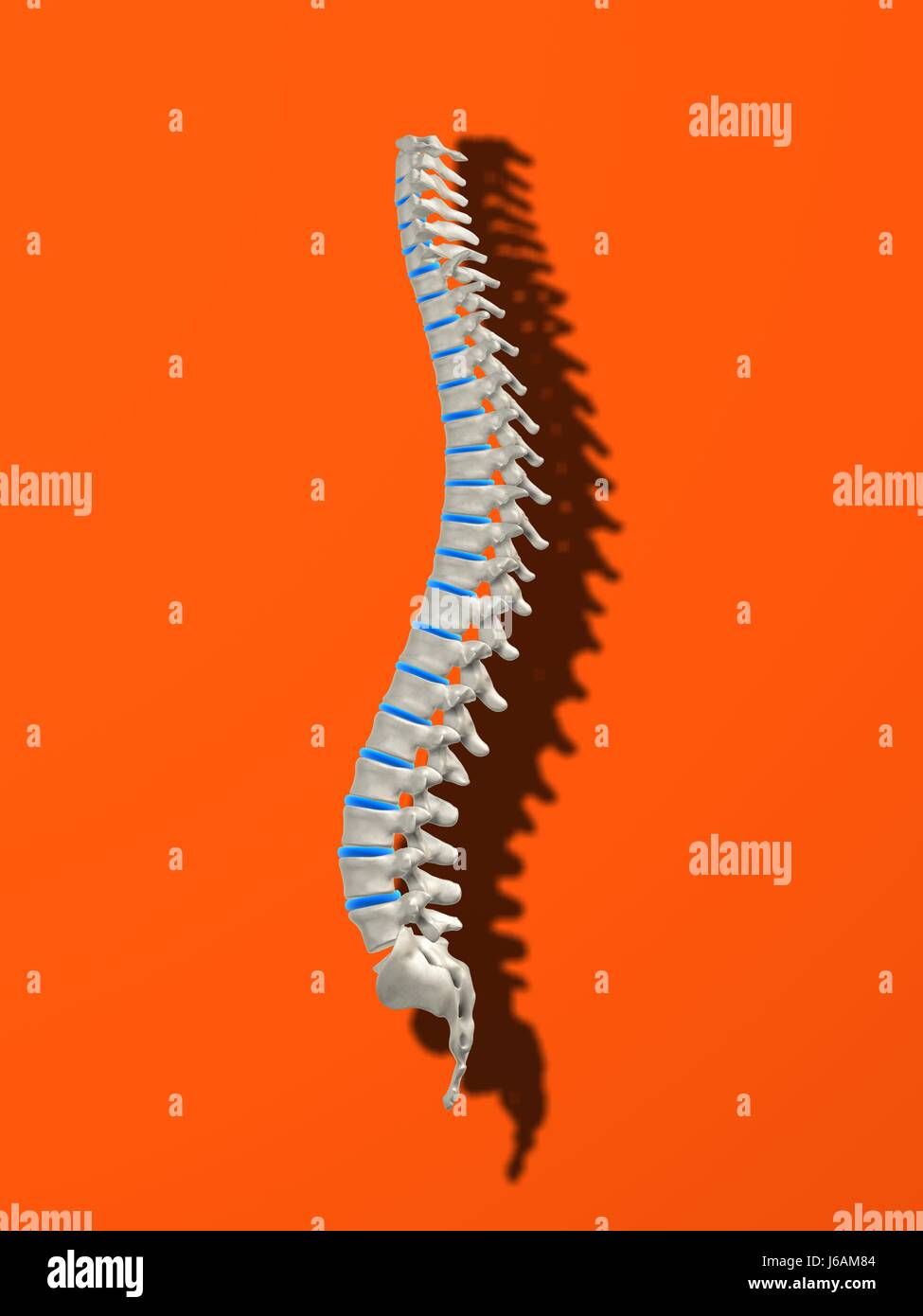 medicinally medical human human being disc anatomy spine doctor ...