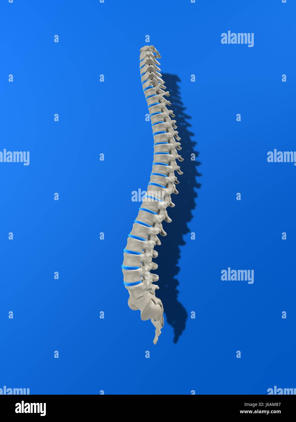 medicinally medical human human being disc anatomy spine doctor ...