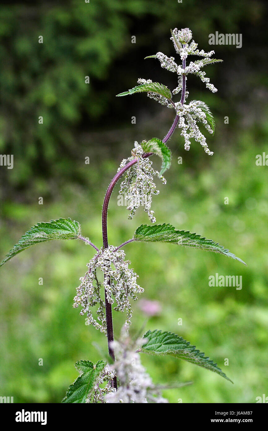 Itch Weed Stock Photos & Itch Weed Stock Images - Alamy