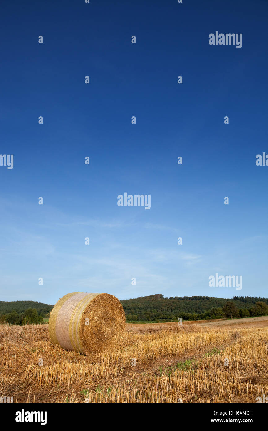 agriculture farming field wheat straw ball grain field straw harvest ...