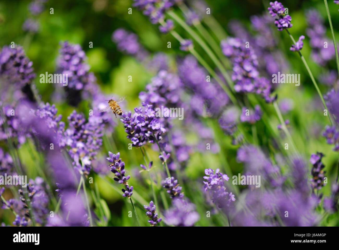 bloom blossom flourish flourishing lavender shrub cultigen insect bee ...