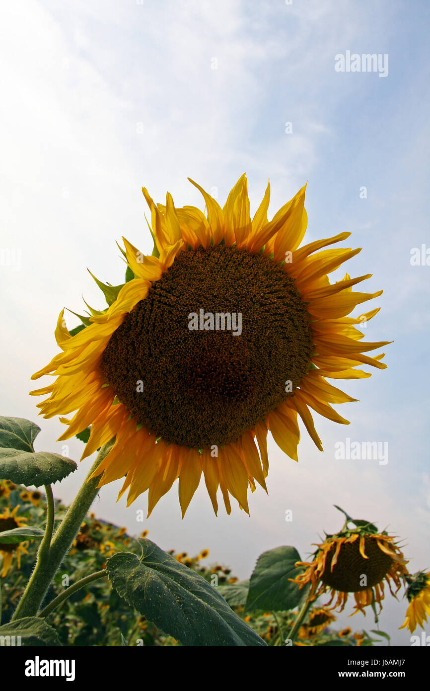 Decayed sunflower hi-res stock photography and images - Alamy