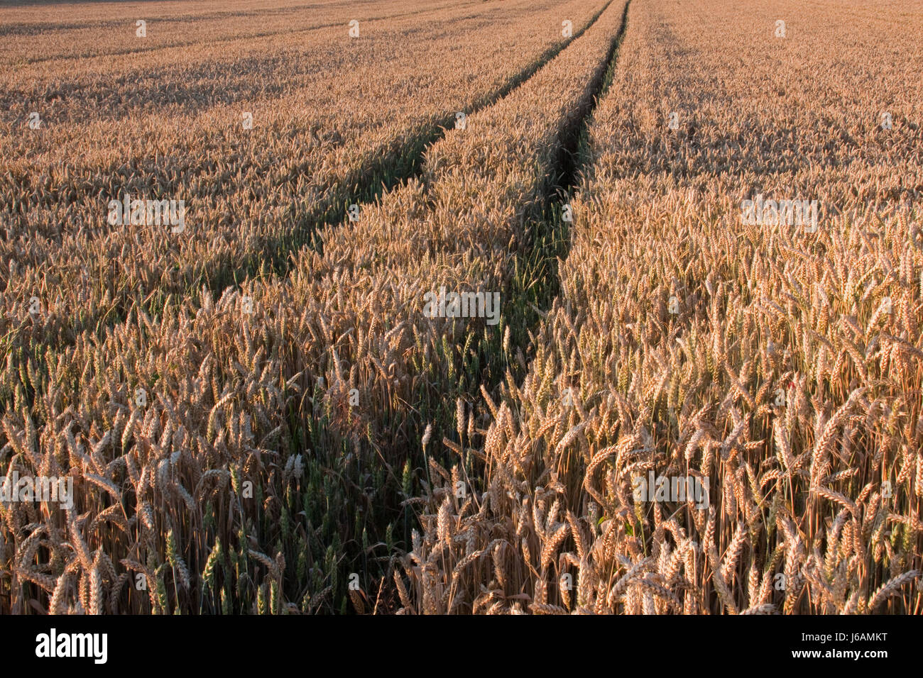 grain sense wheat corn field wheat field grain field cereal tracks ...