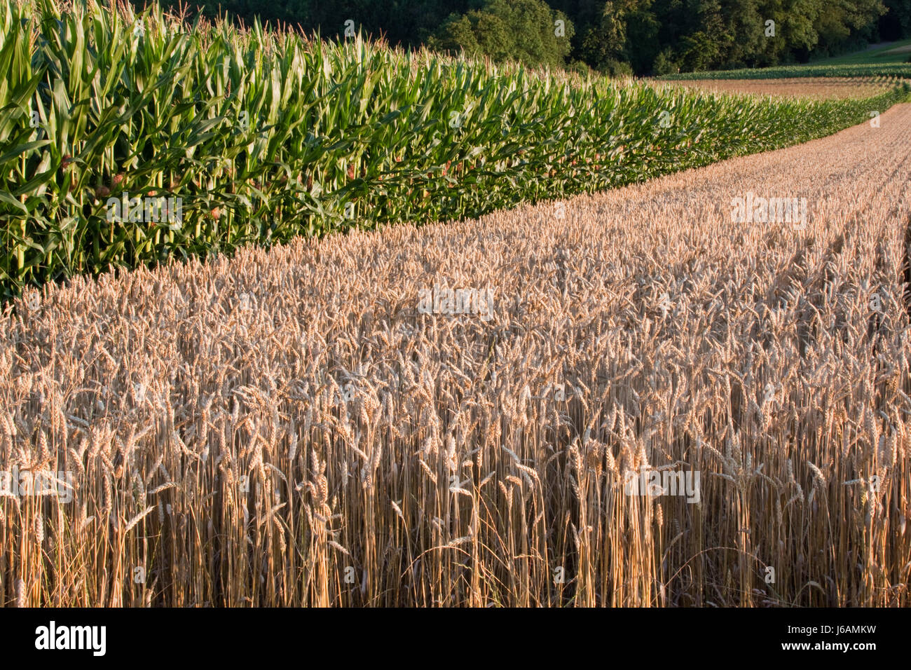 field grain wheat corn field corn cornfield cereal tree trees plant ...