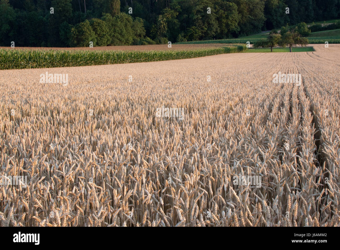 agriculture farming grain fields wheat corn cereal tree trees plant ...