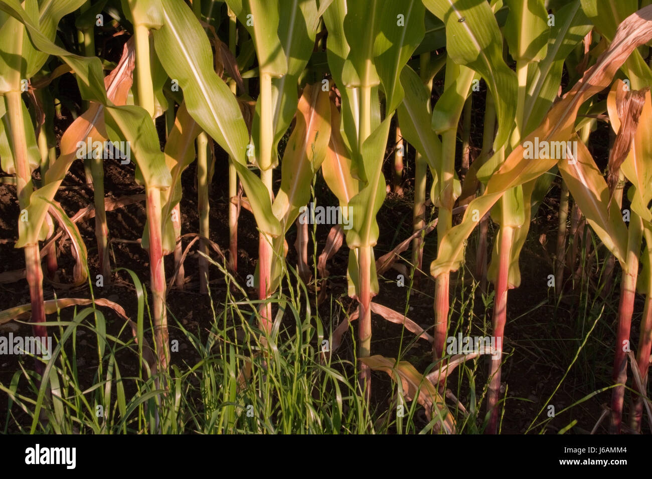 corn leaves 3 Stock Photo - Alamy