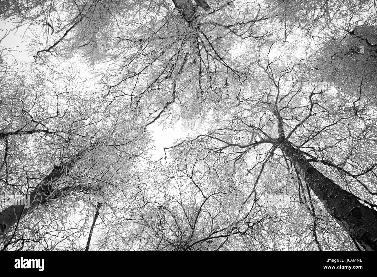 tree trees winter snow coke cocaine material drug anaesthetic addictive ...