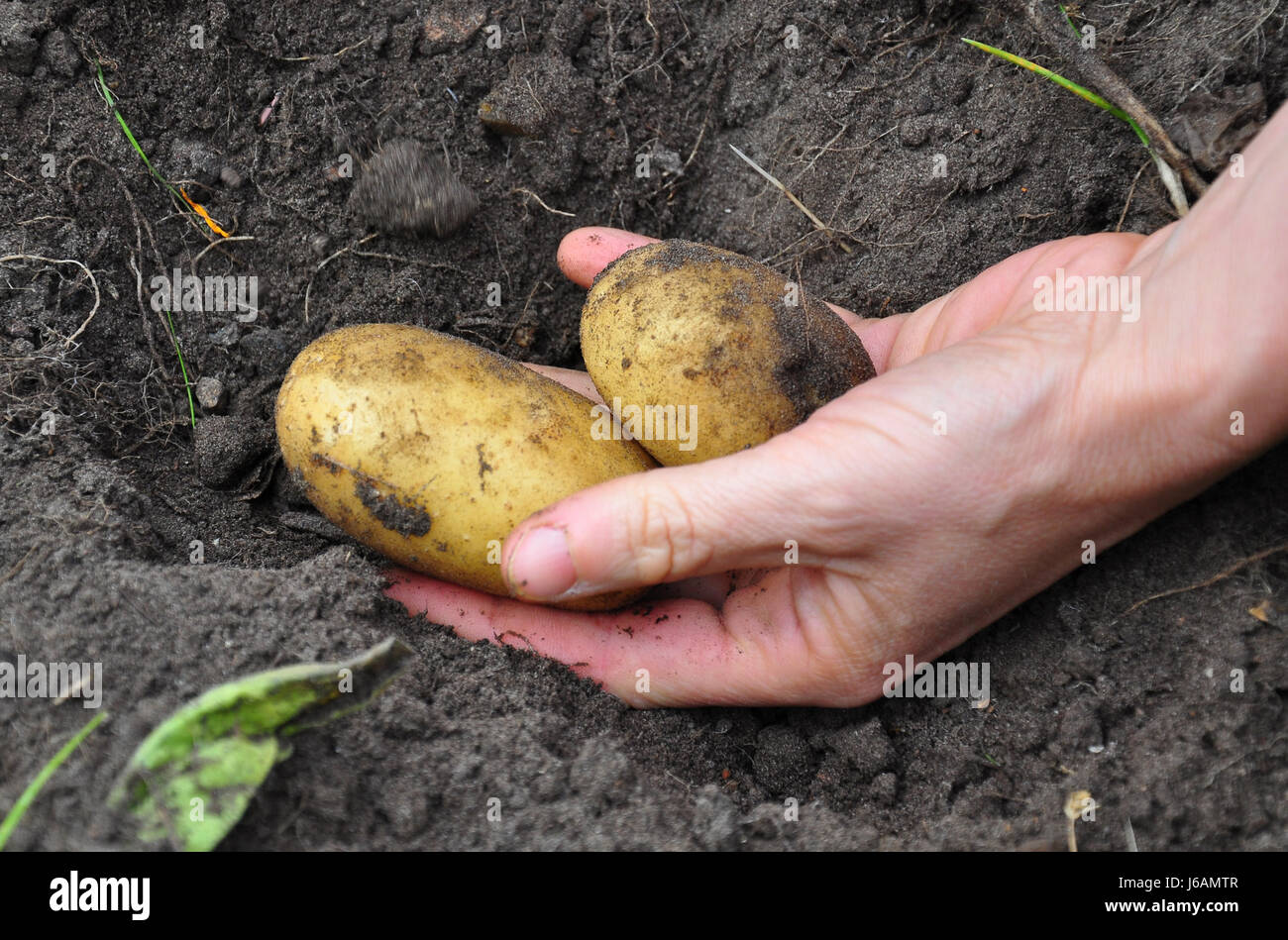garden agriculture farming field human human being acre gardens harvest ...