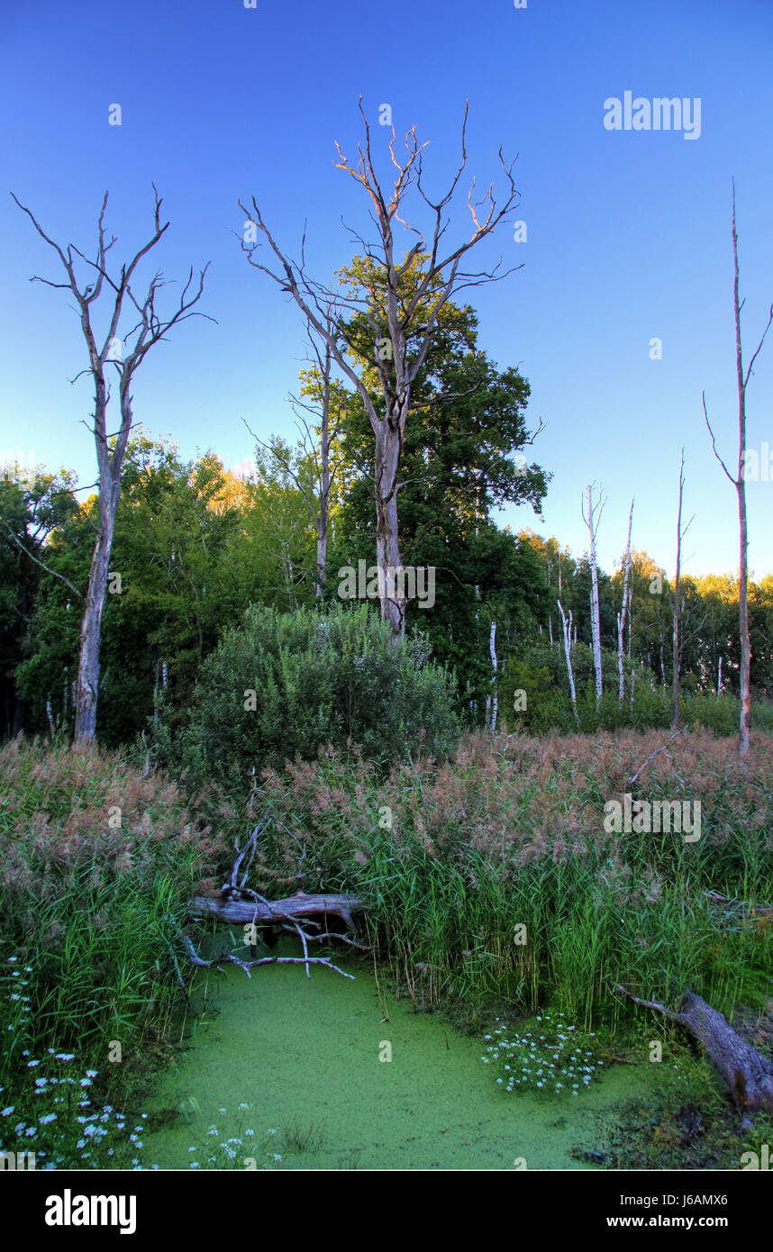 growth and decay Stock Photo - Alamy