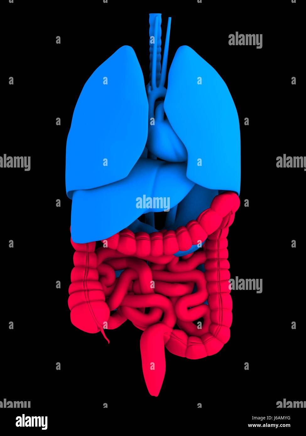 medicinally medical anatomy intestine body colon health circulation ...